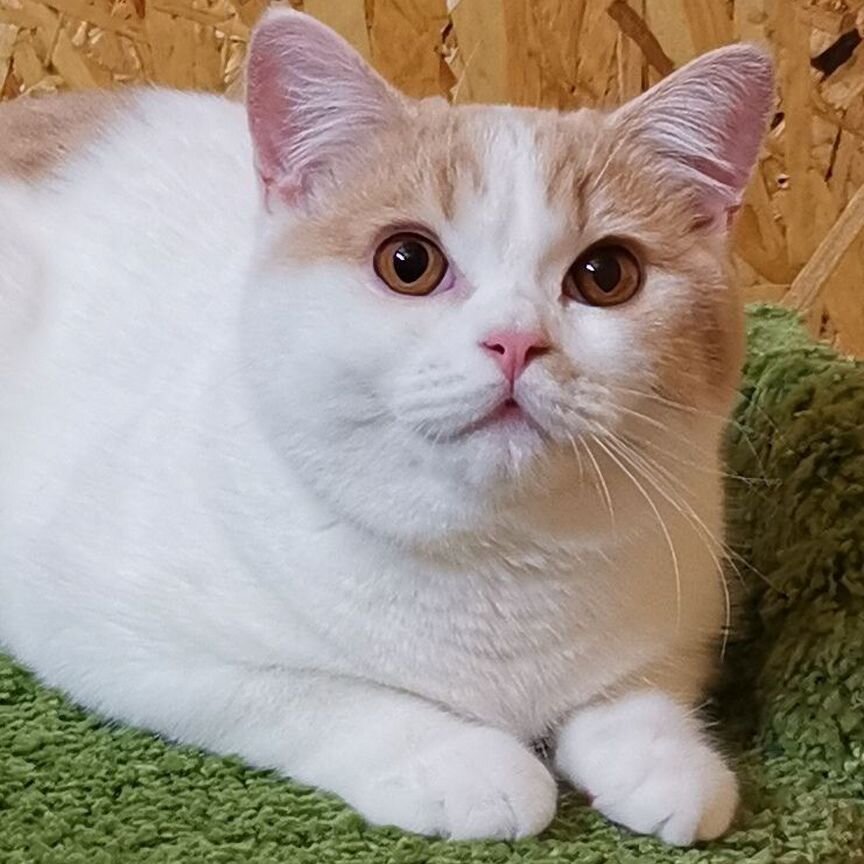 Британские котята