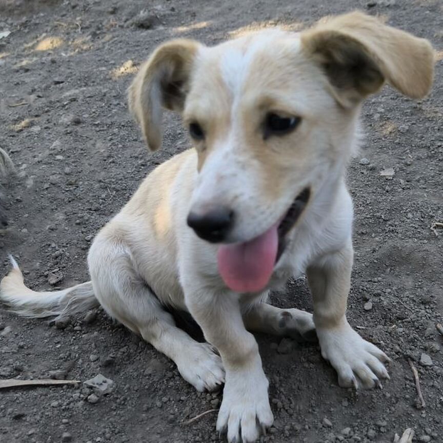 Собачка в дар