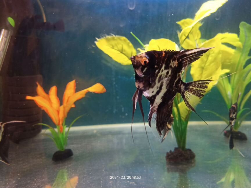 Скалярии мраморные