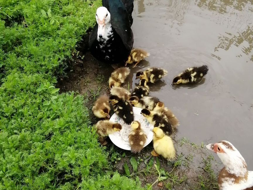 Индоутки индоутята