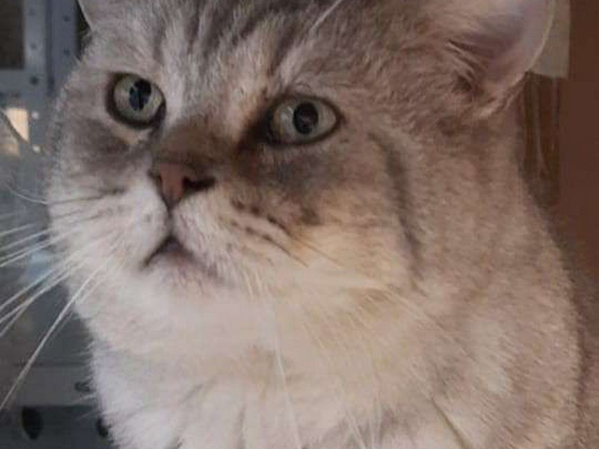 Британский кот