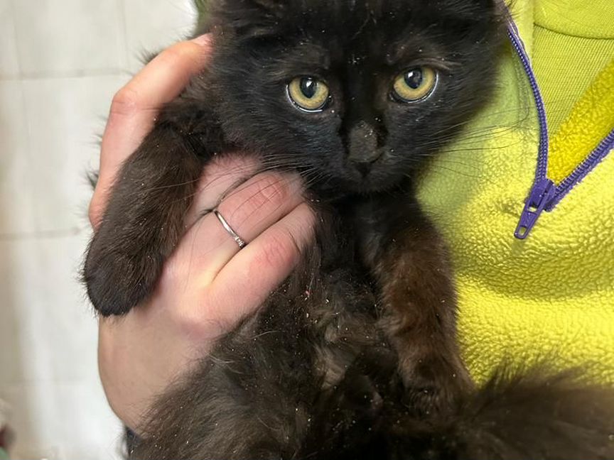 Рина. Молодая кошечка. Приют Некрасовка. В Дар