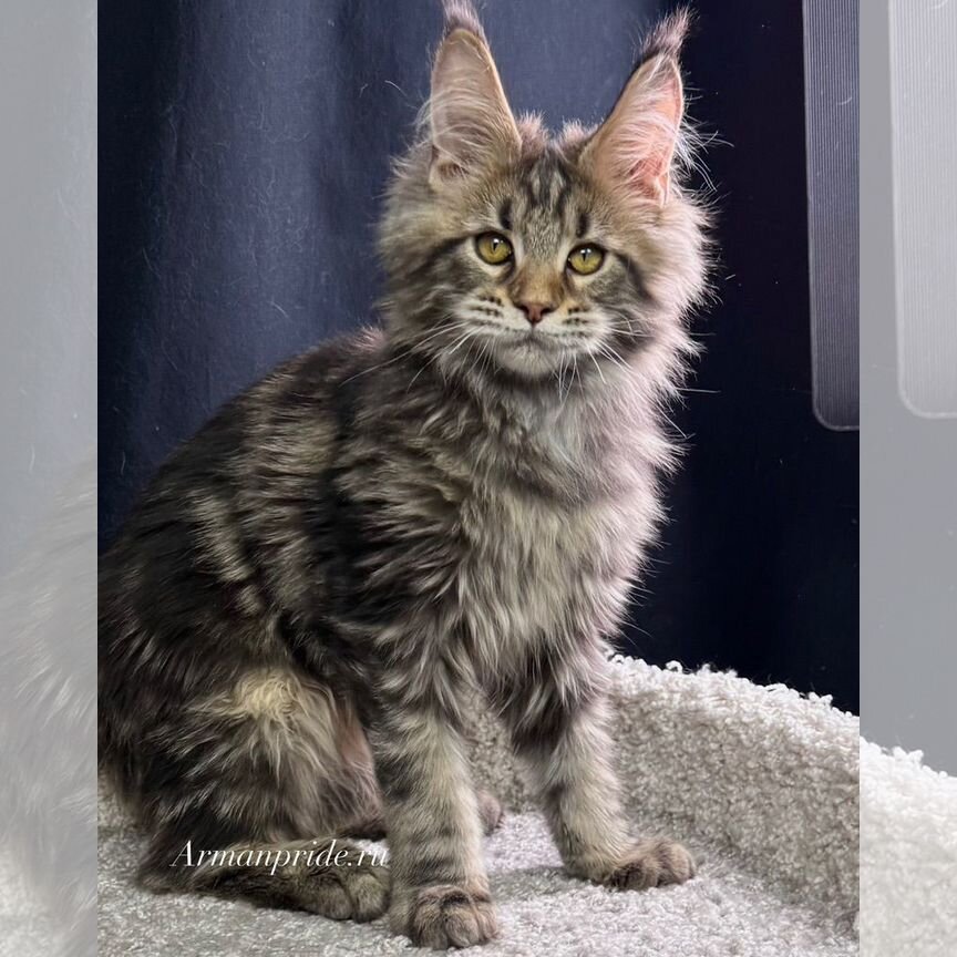 Котик мейн кун