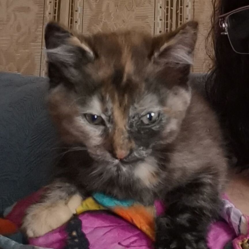 Котенок девочка в добрые руки