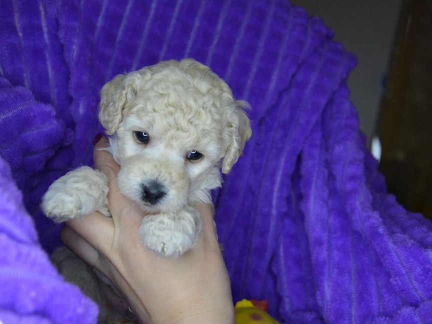 Мальчики белый пудель, документы РКФ