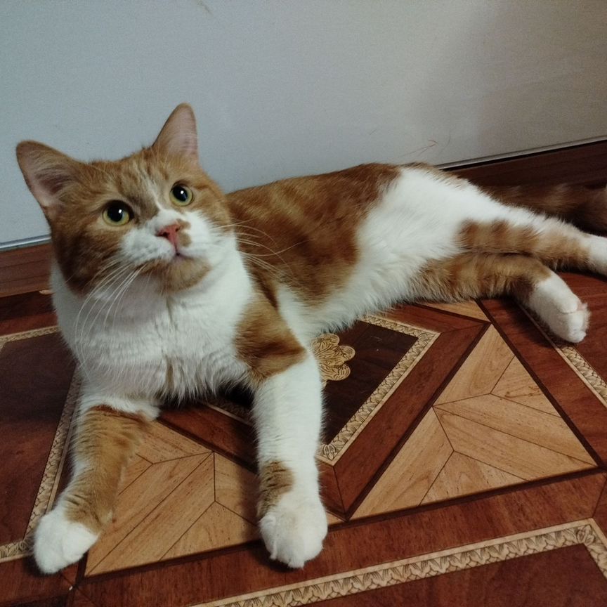 Котик