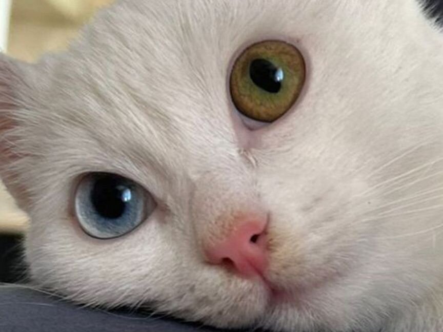 Кхао мани Драгоценый белый камень