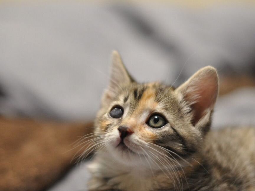 Котенок Зюмка