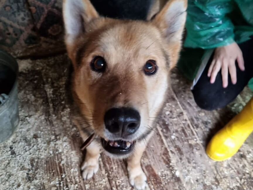 Феникс. Умница и красавец. Приют Некрасовка. В дар