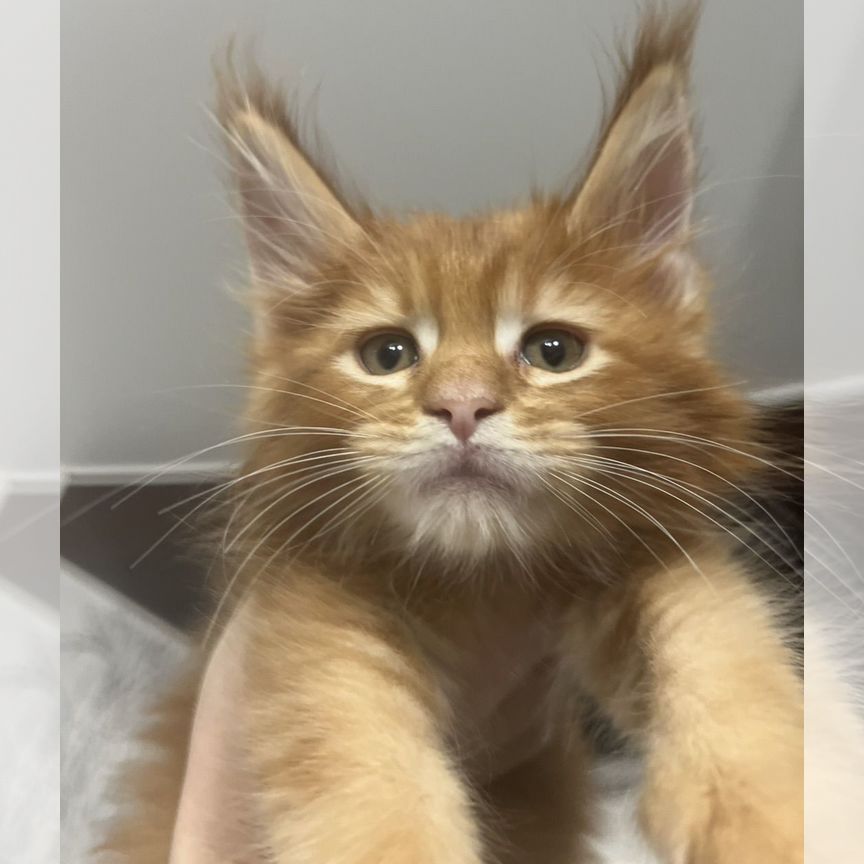 Мейн-кун котёнок