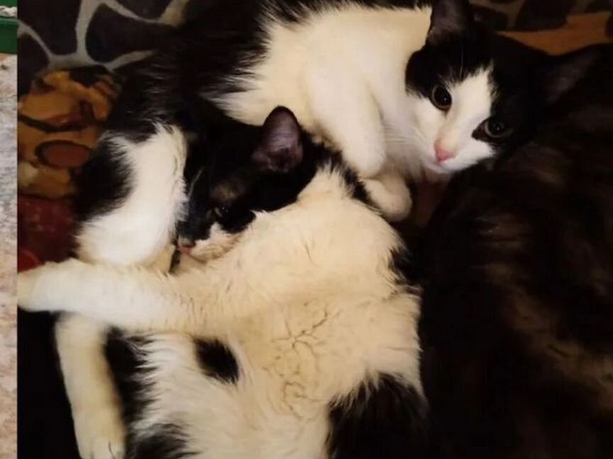 Кошки неразлучники иньянь