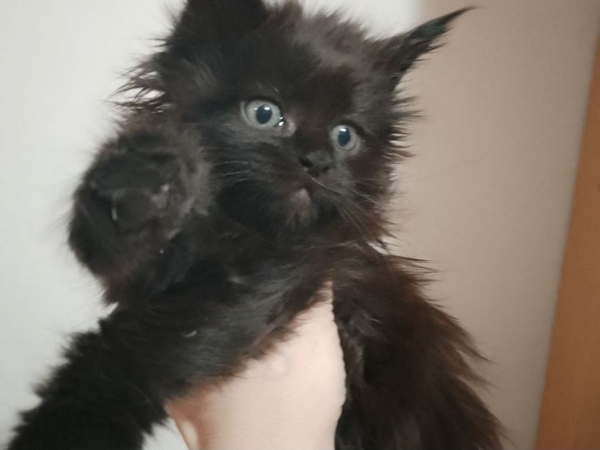 Котята мейн-кун