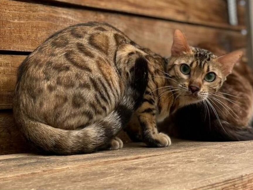 Бенгальская кошка