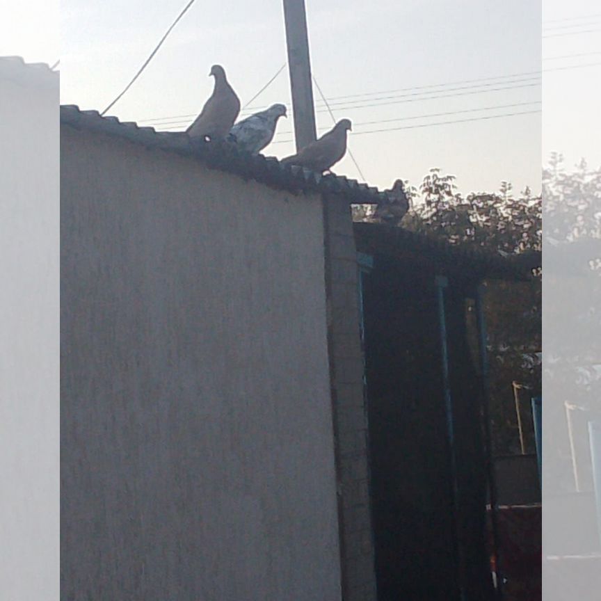 Голуби кинги домашние