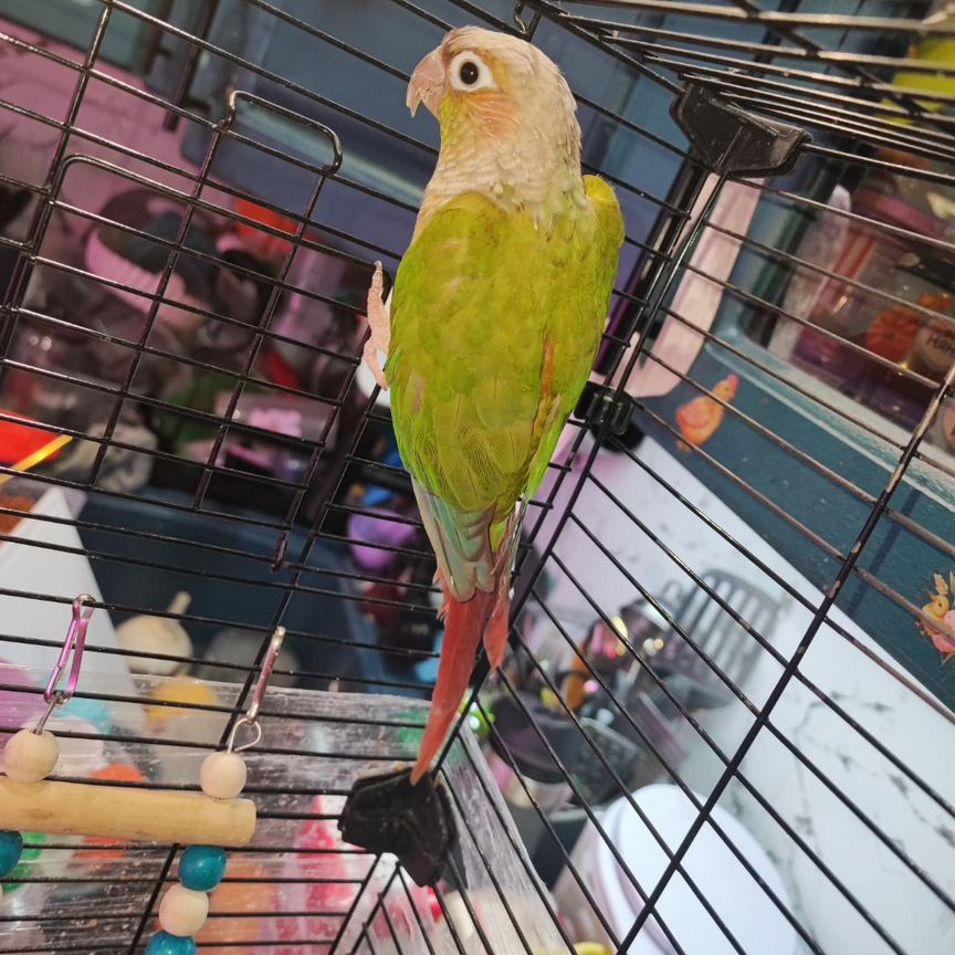 Попугай пиррура