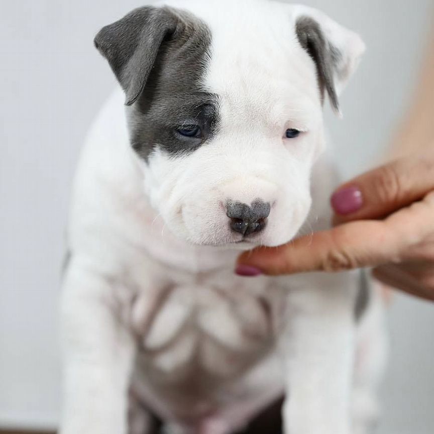 Прекрасный парень аст