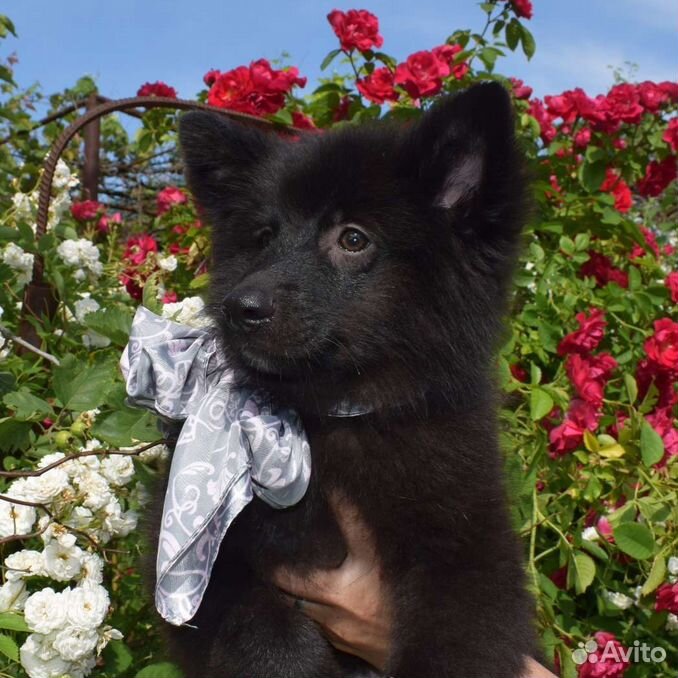 Большой немецкий шпиц