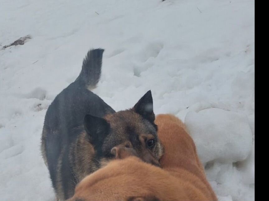 Собаки выживают без еды