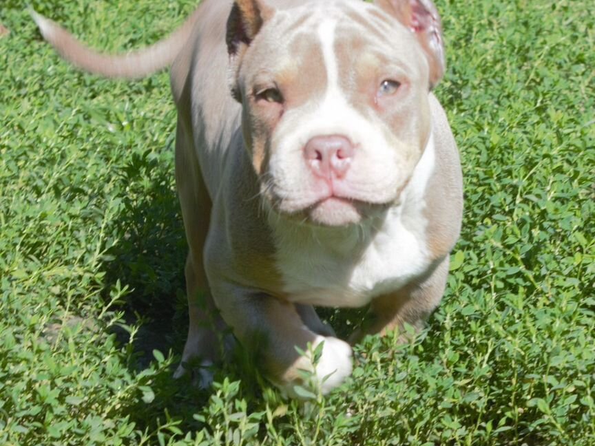 Крутой американский булли