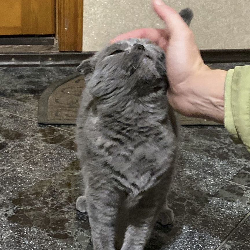 Шотландская вислоухая кошка бесплатно