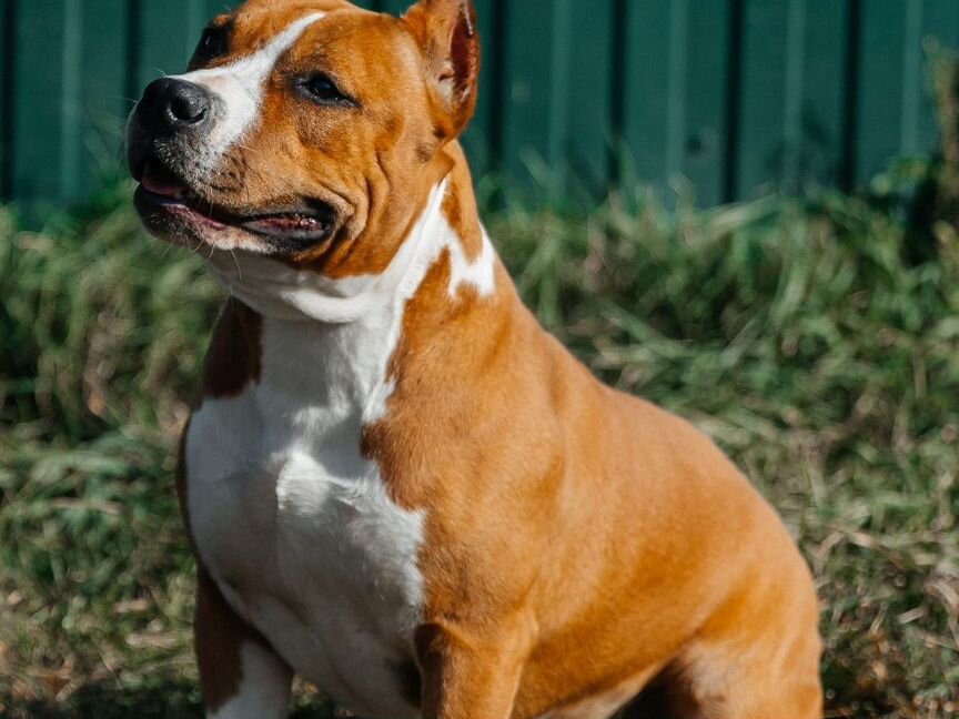 Девчонка Стаффорд