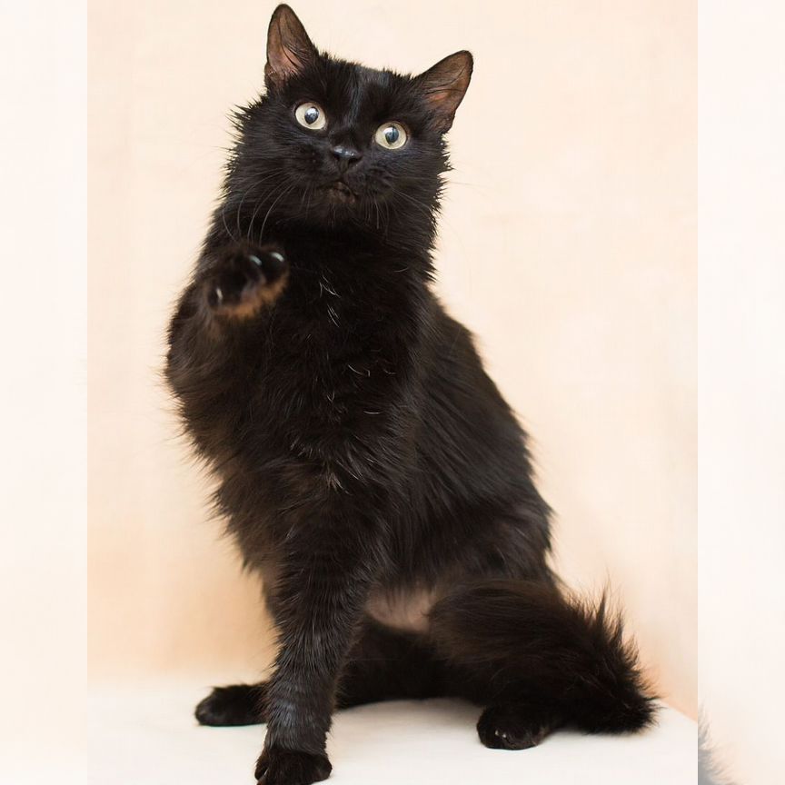 Взрослая, кошка в добрые руки