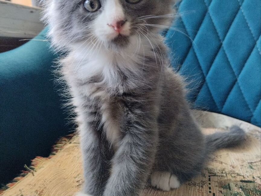 Котята