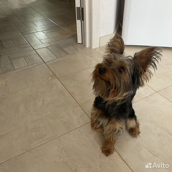 Ищем девочку ёрка для случки