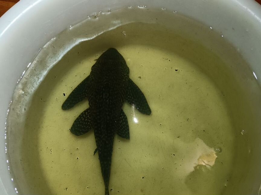 Парчовый сом