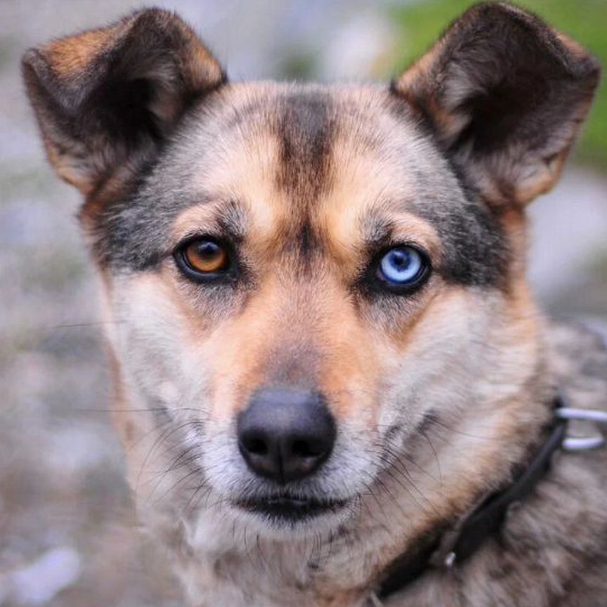 Умная собачка Лада