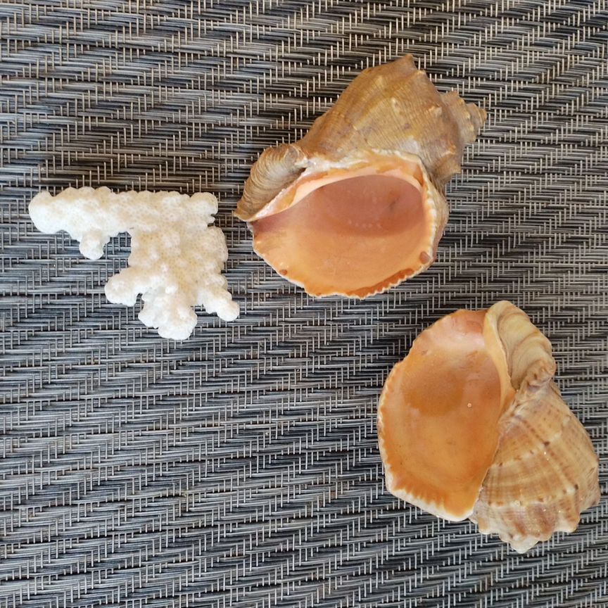 Ракушки, коралл