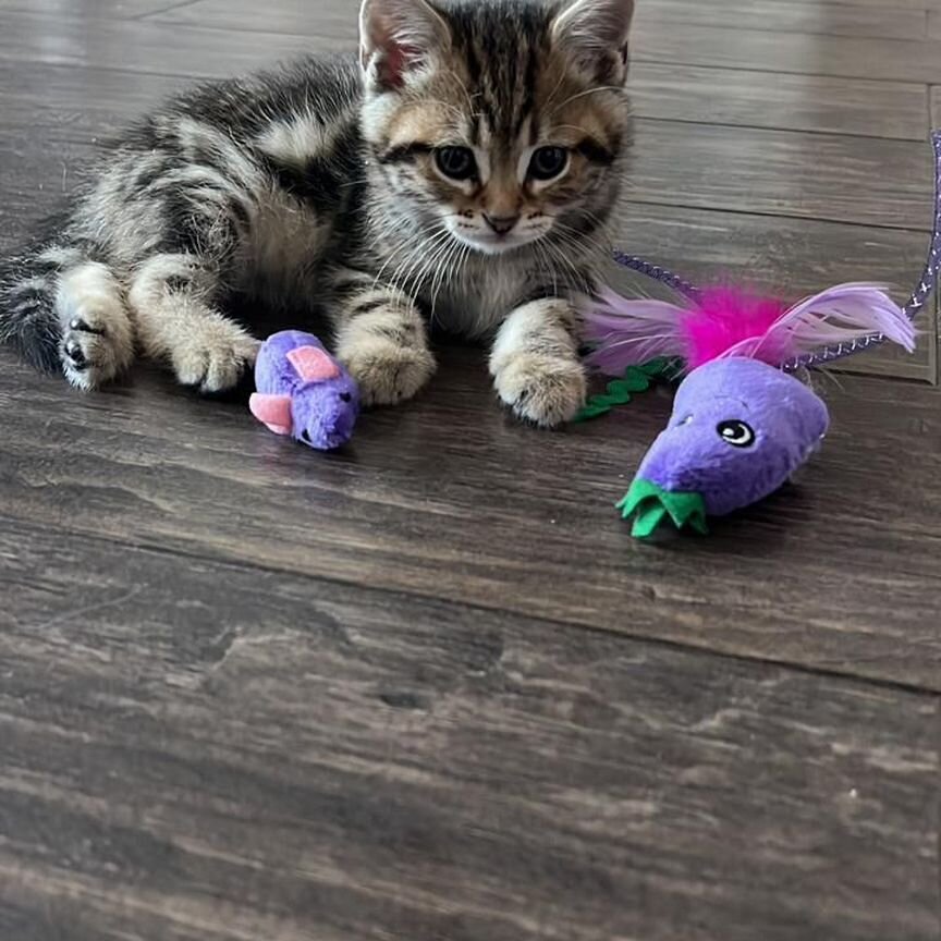 Котенок