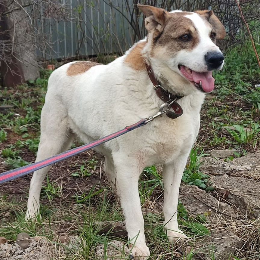 Взрослая собака в добрые руки