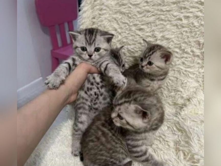 Британские малыши вискас