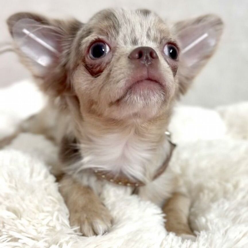 Чихуахуа, щенок