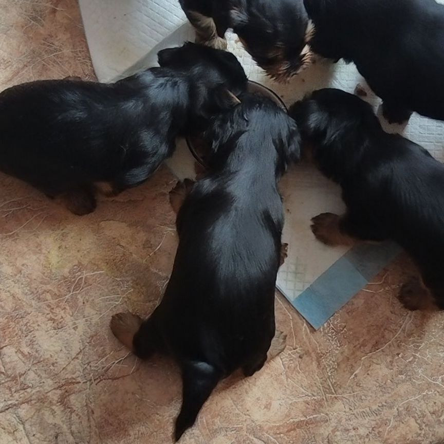 Йоркширский терьер, щенок