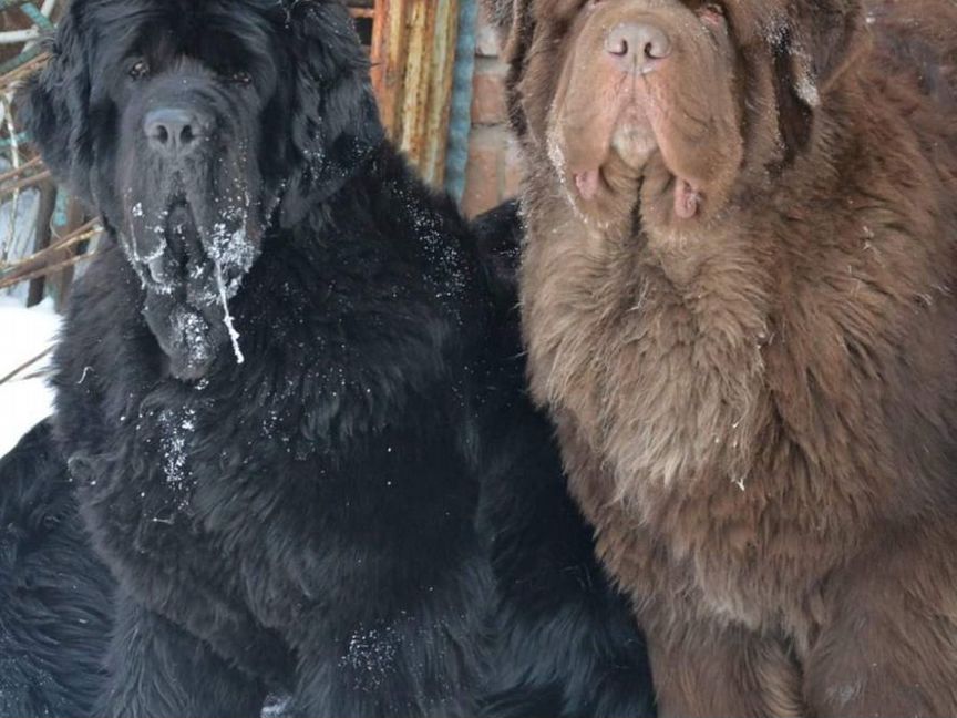 Пух Ньюфаундленда