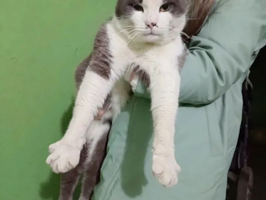 Котик в добрые руки