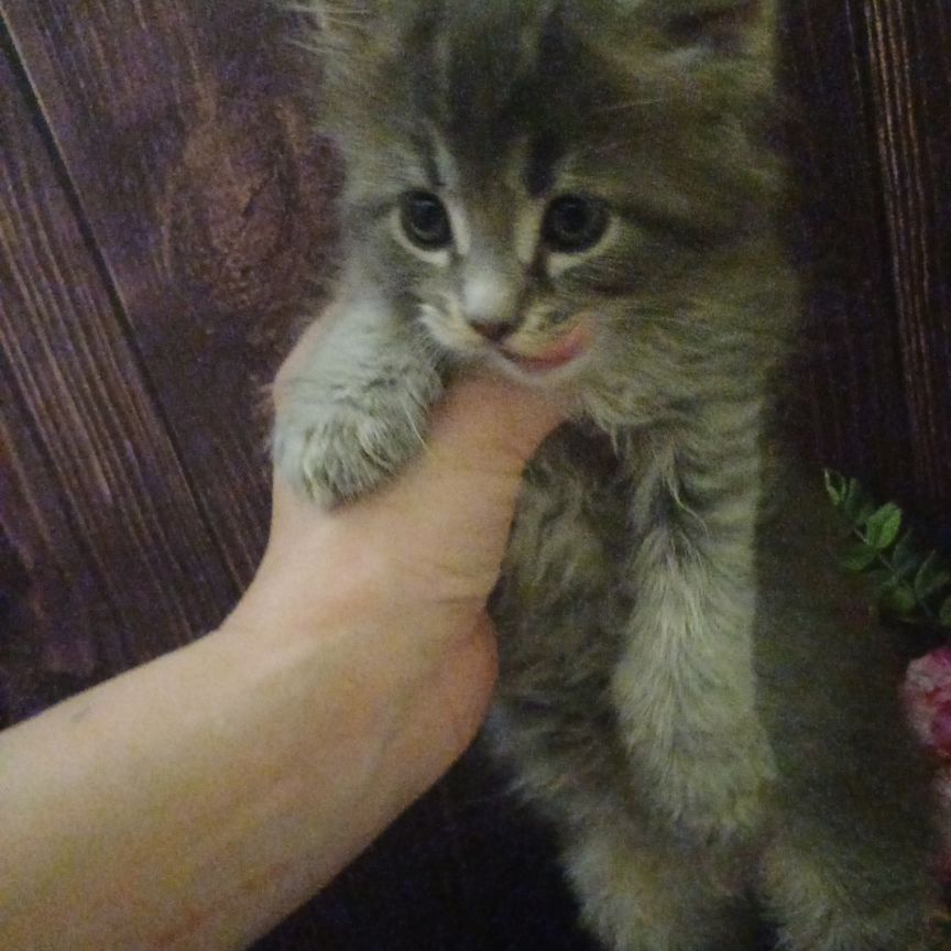 Котята мейкун