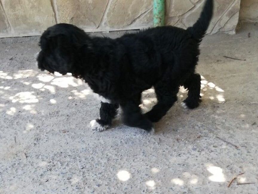 Щенок в добрые руки бесплатно