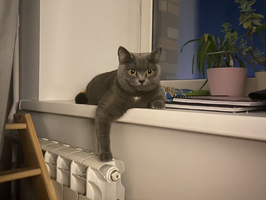 Красавица британка ищет кота