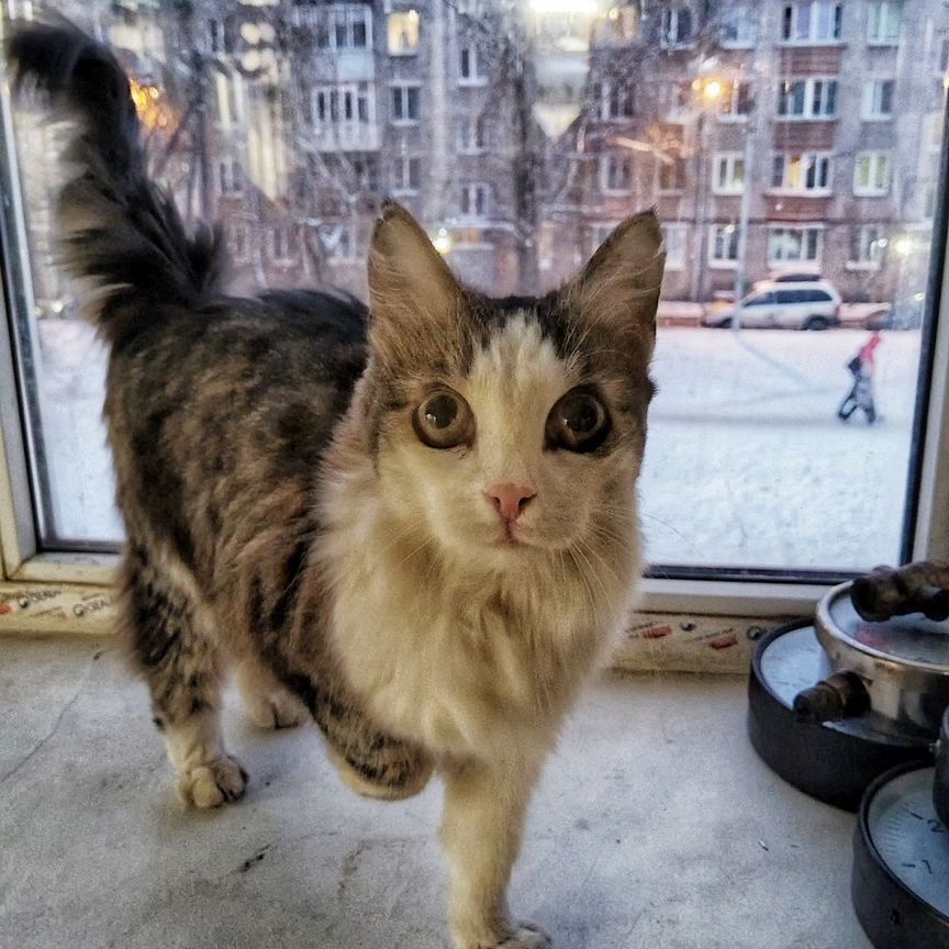 Ласковая Маша