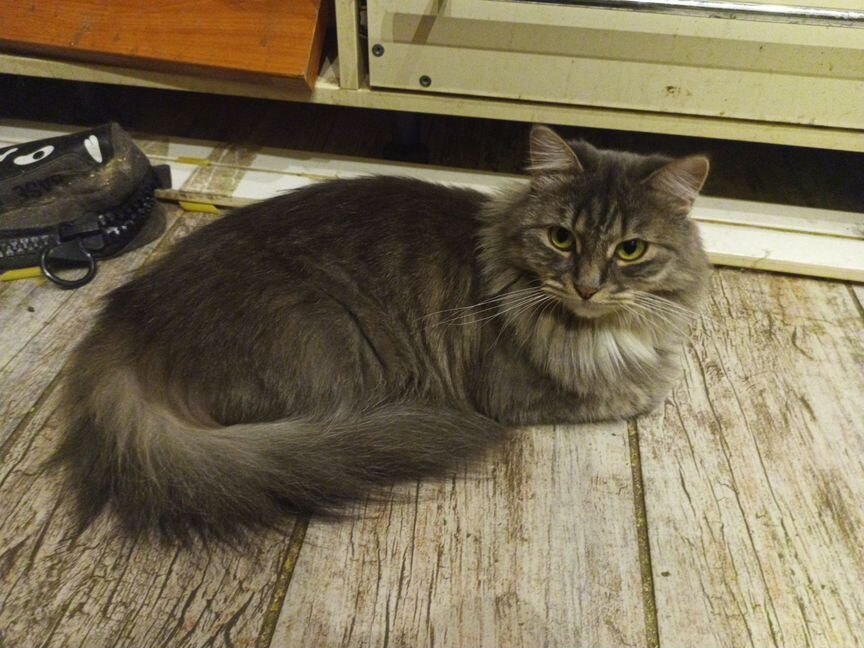 Белла ищет дом