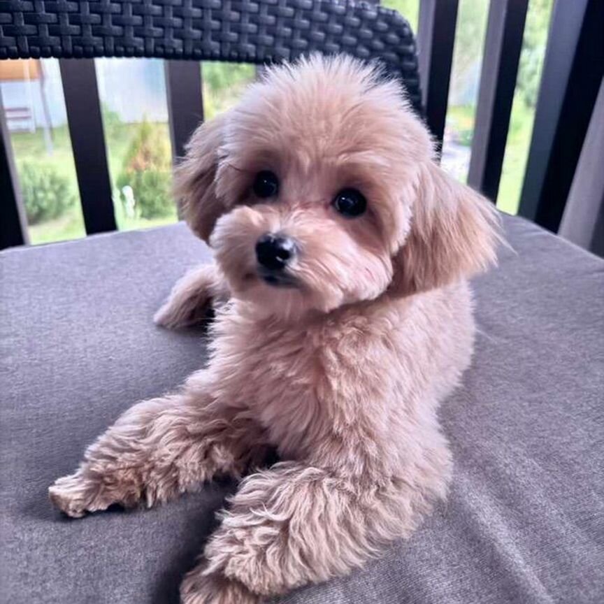 Щенки мальтипу f1