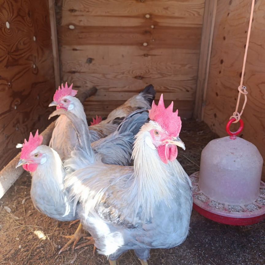 Петухи Леггор Изабелла