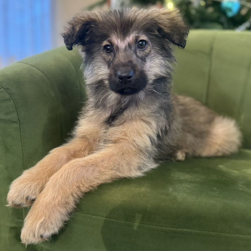 Щенок в добрые руки