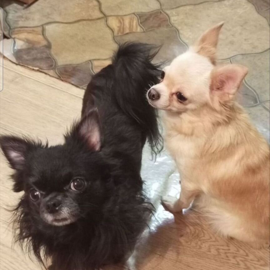 Мини собаки