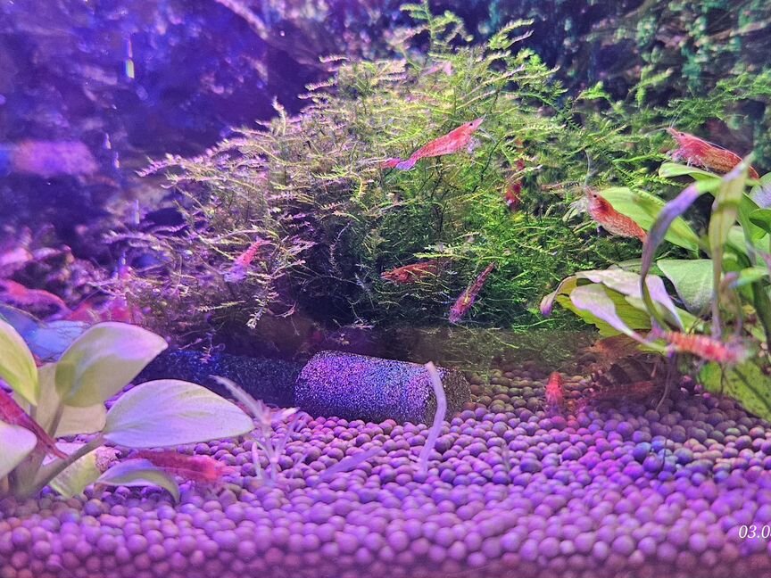 Продаю аквариум креветочник