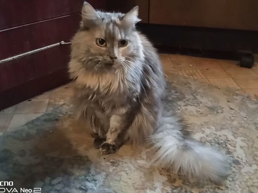 Кошечка нуждается в доме