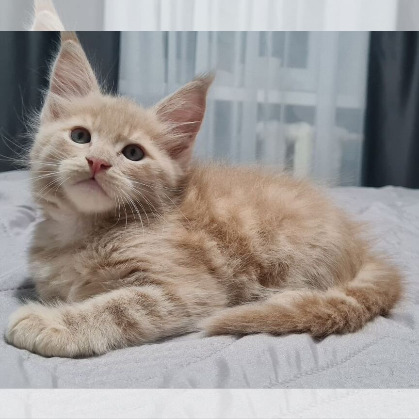 Котята мейн-кун